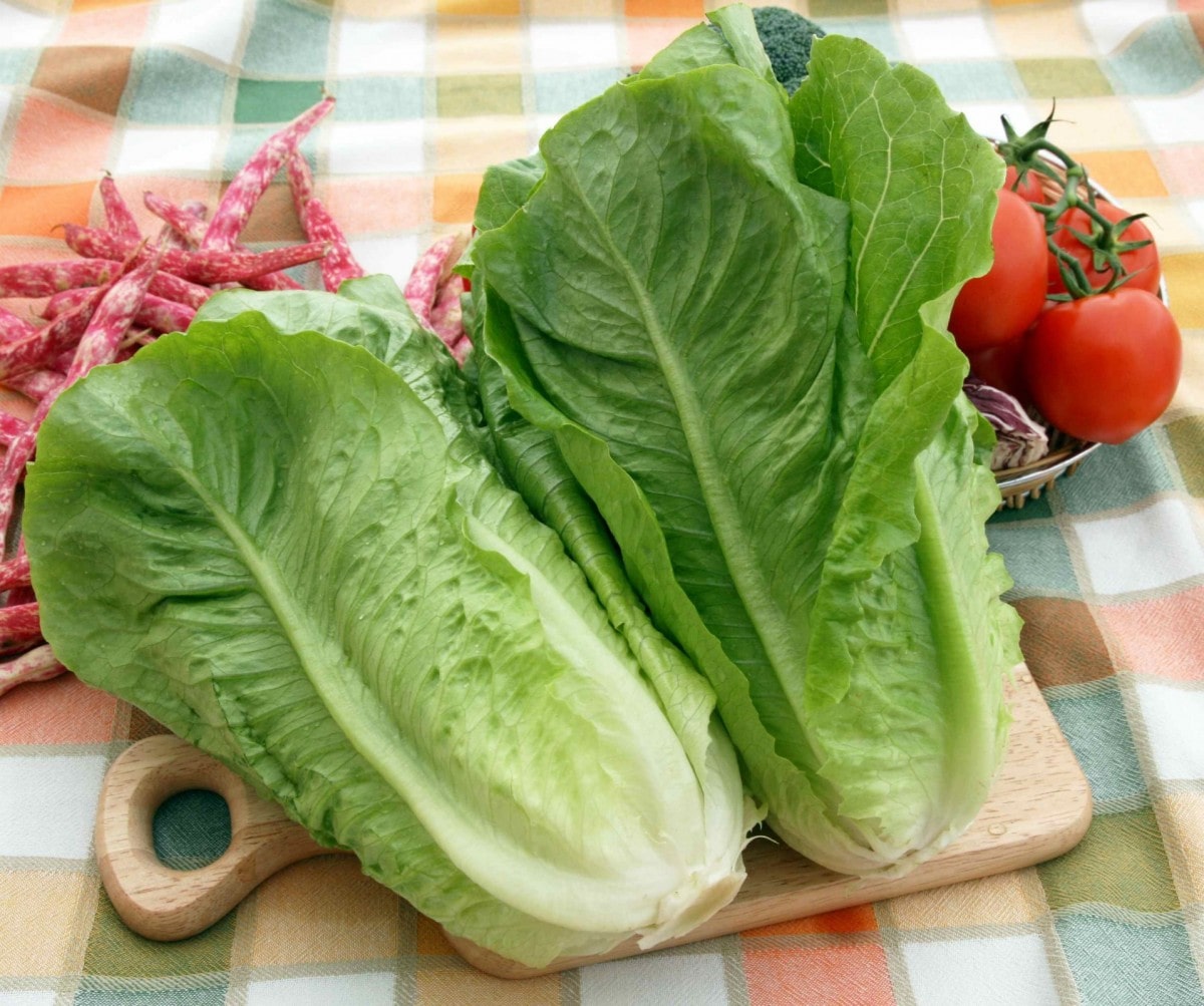 Coltivare lattuga canasta e lattuga romana. Le giuste strategie biologiche
