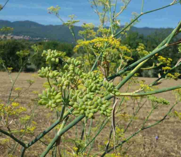Il finocchio selvatico e la ricetta del liquore al finocchietto