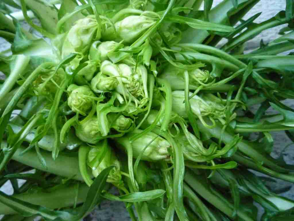 Le puntarelle. Proprietà e coltivazione di questa varietà di cicoria