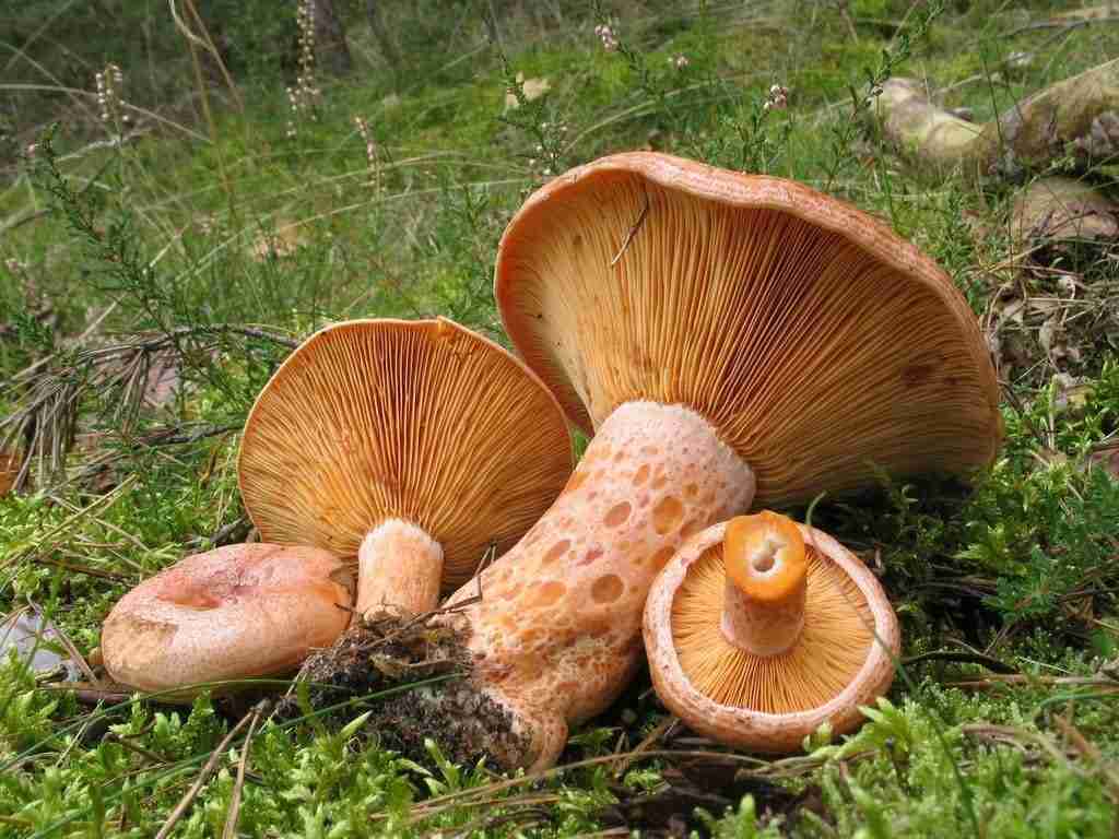 Funghi rositi (lactarius deliciosus), dove e quando trovarli e come ...