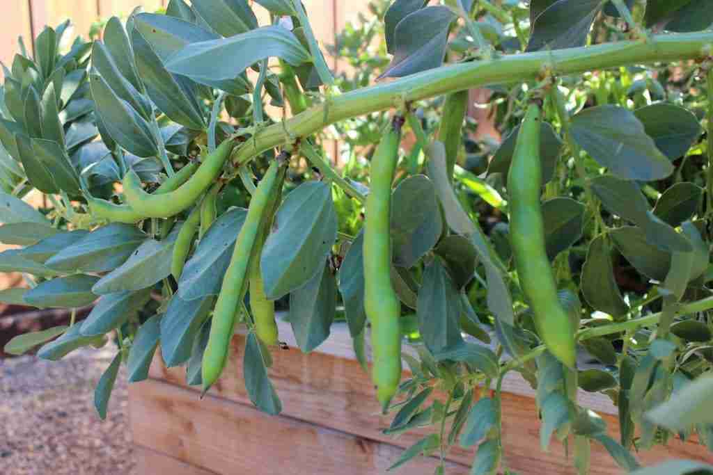 La semina e la coltivazione delle fave | Coltivazione Biologica