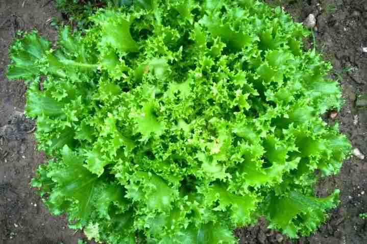 La scarola riccia. Metodi di coltivazione e proprietà - Coltivazione ...