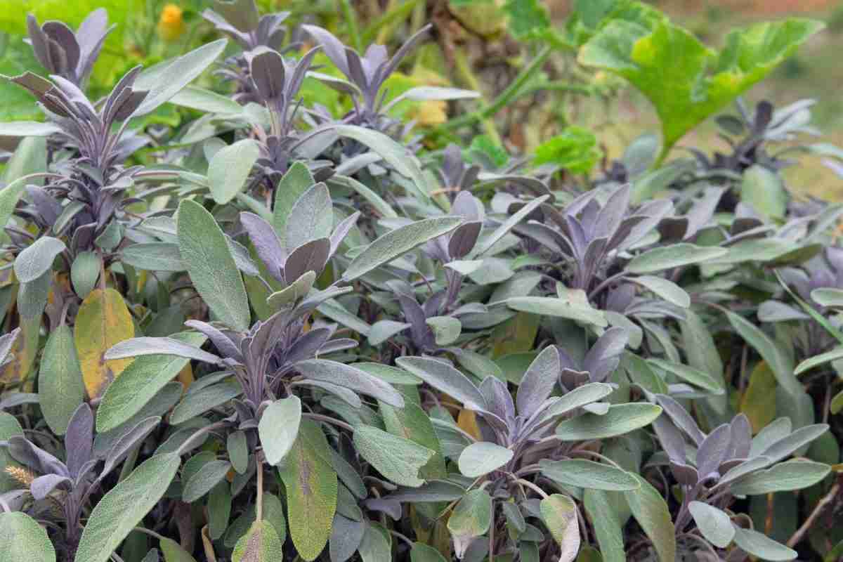 Come coltivare la salvia | Coltivazione Biologica