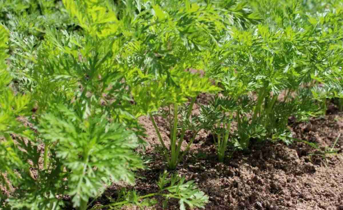 Come seminare e coltivare carote in modo davvero biologico