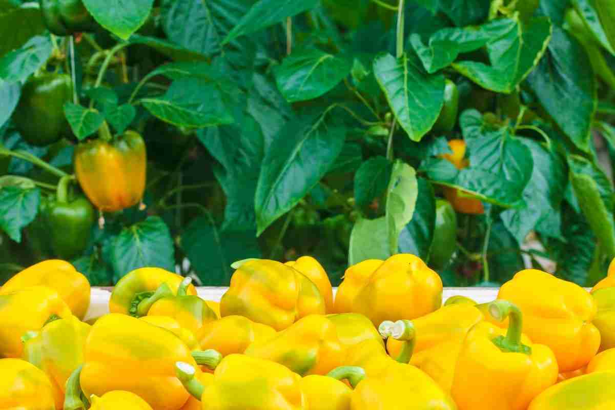 Come coltivare peperoni | Coltivazione Biologica