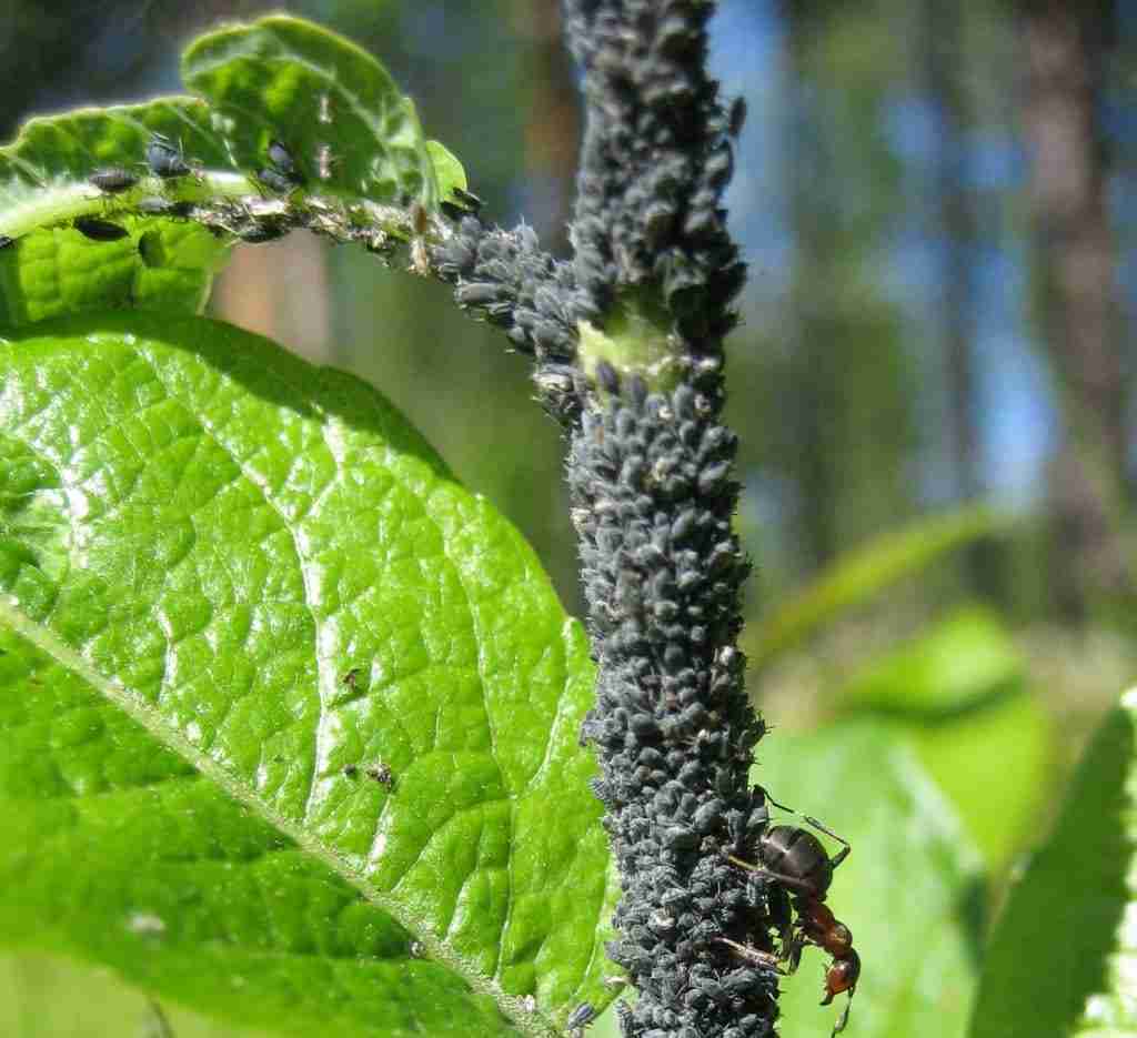 Come eliminare gli afidi delle piante utilizzando rimedi biologici