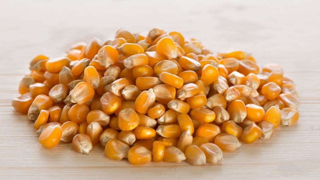 La coltivazione del mais nell'orto domestico | Coltivazione Biologica