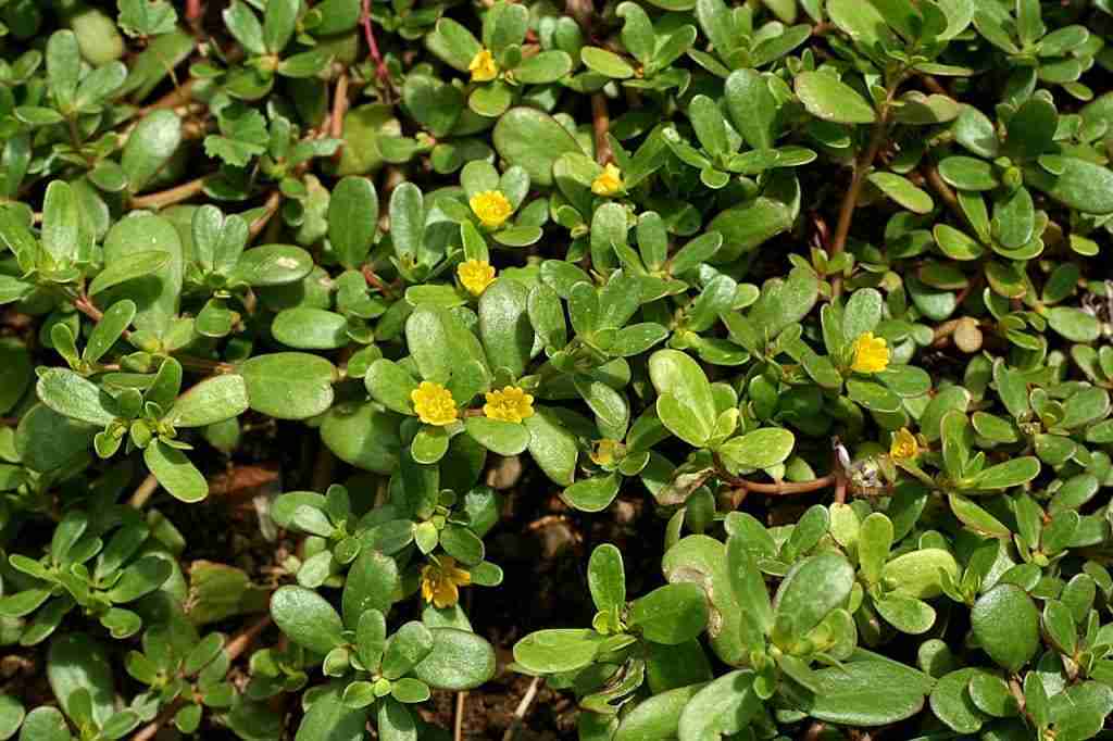 La portulaca oleracea, proprietà e usi di quest'erba spontanea