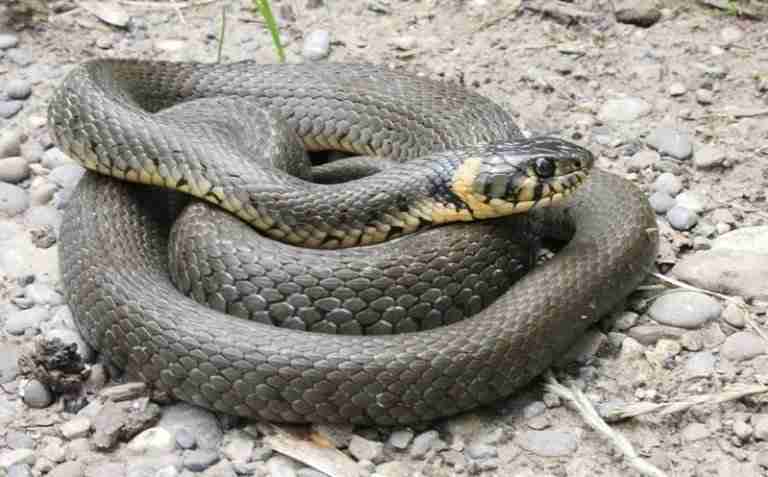Morso di vipera. Cosa fare e come riconoscere questo serpente