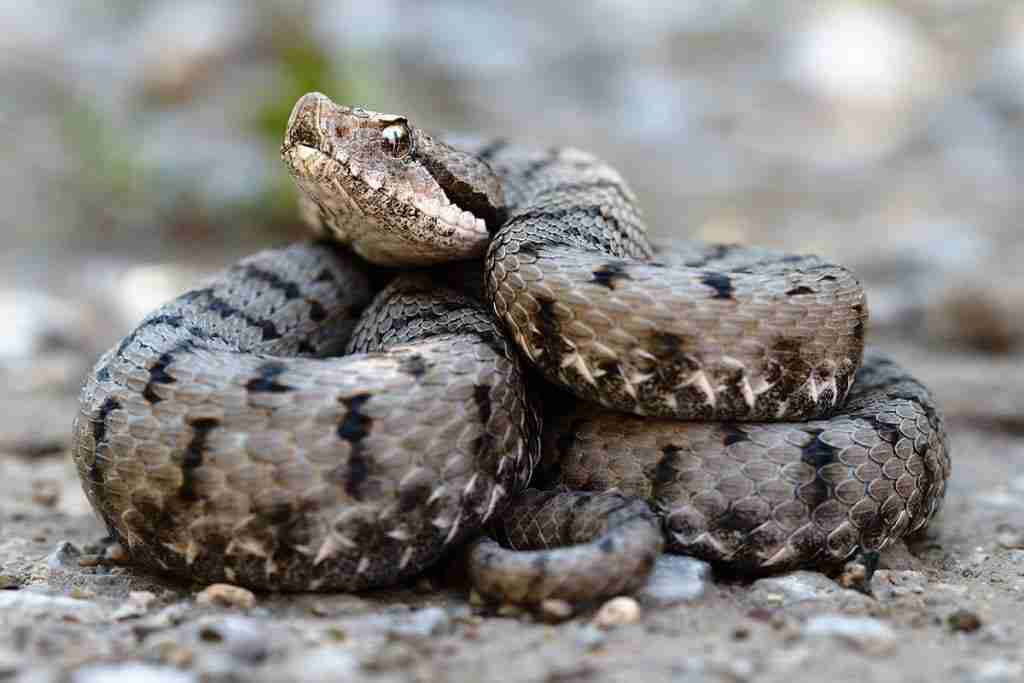 Morso di vipera. Cosa fare e come riconoscere questo serpente
