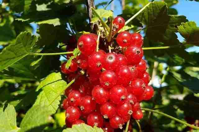 La pianta di ribes. Le varietà, la coltivazione e le cure biologiche