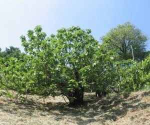 Il fico. Come crescere un albero sano e rigoglioso - Coltivazione Biologica