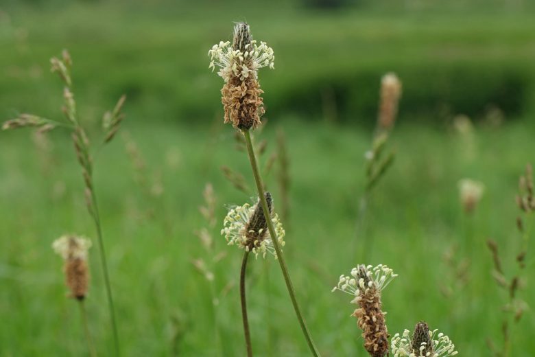 Piantaggine. Proprietà e usi di quest'erba | Coltivazione Biologica