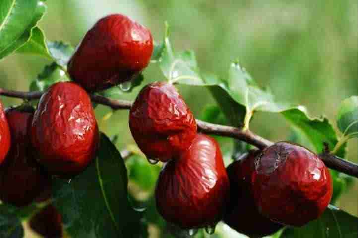 Albero di giuggiole. Coltivazione e caratteristiche | Coltivazione ...