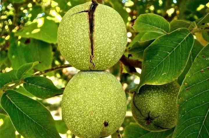 Il noce. Caratteristiche dell’albero e tecniche di coltivazione
