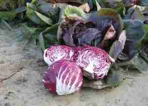 Il radicchio, come coltivarlo e quali sono le diverse varietà