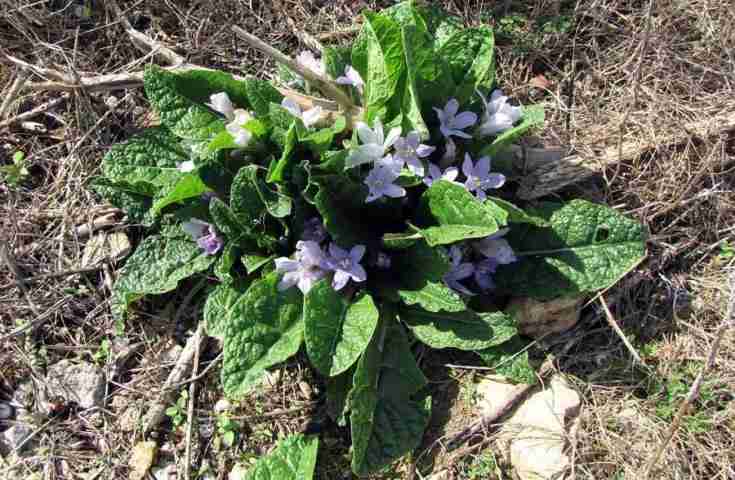 La mandragora, una pianta velenosa allucinogena
