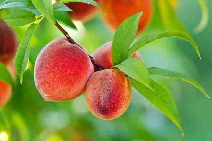 La coltivazione del pesco, la scelta delle varietà e le cure colturali