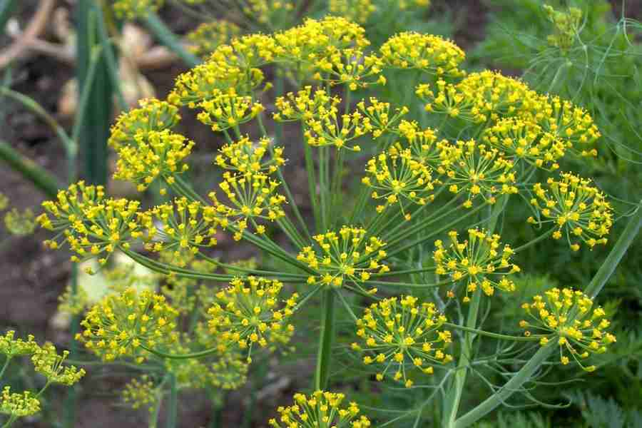 L'aneto. Caratteristiche botaniche, coltivazione biologica e utilizzi