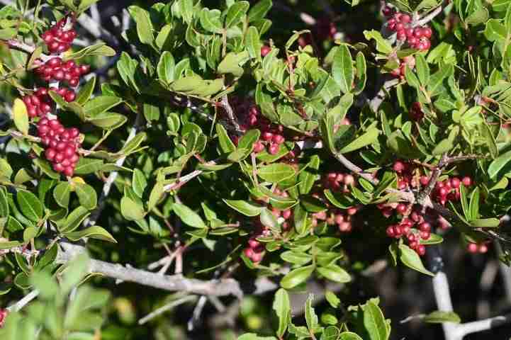 Il lentisco, come coltivarlo e quali sono le sue proprietà