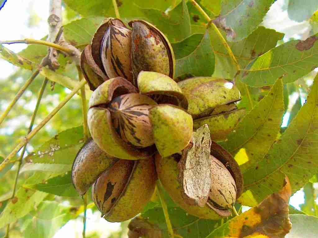 Le Noci Pecan Come Curare E Coltivare L Albero Nel Frutteto