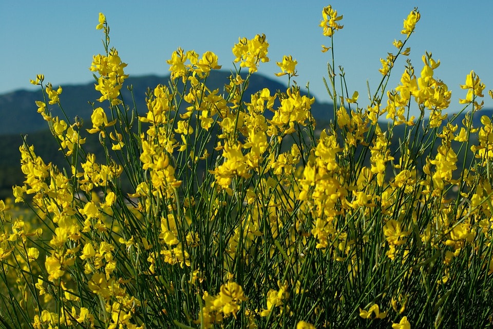 La ginestra, caratteristiche botaniche e usi tradizionali