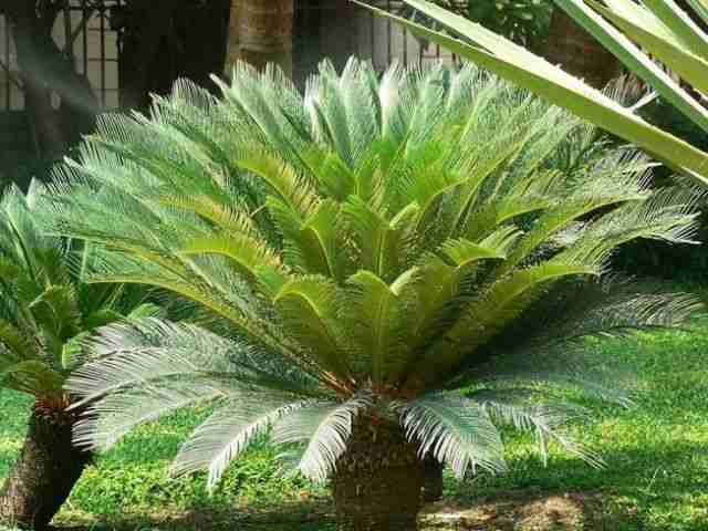 La Cycas, come coltivarla in vaso, sul balcone o in giardino