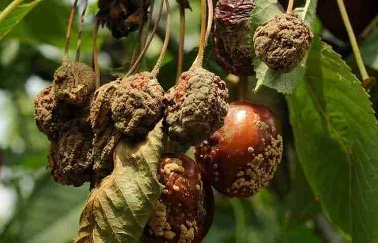 La monilia, difesa e prevenzione da questo fungo delle drupacee