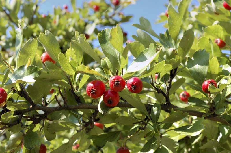 L'azzeruolo, caratteristiche e coltivazione di un piccolo frutto ...