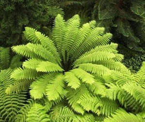 Le felci: origini, metodo di coltivazione e curiosità - Coltivazione ...