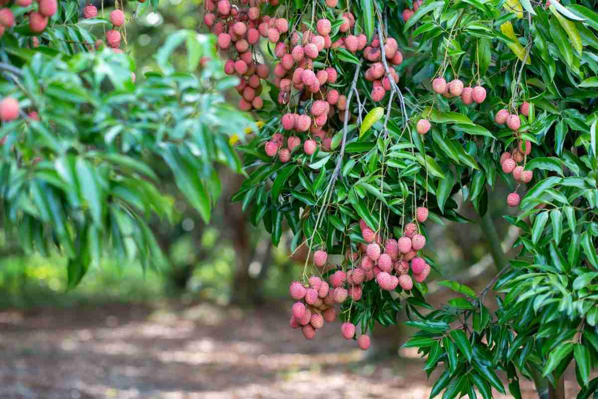 Fiori Di Piante Di Litchi