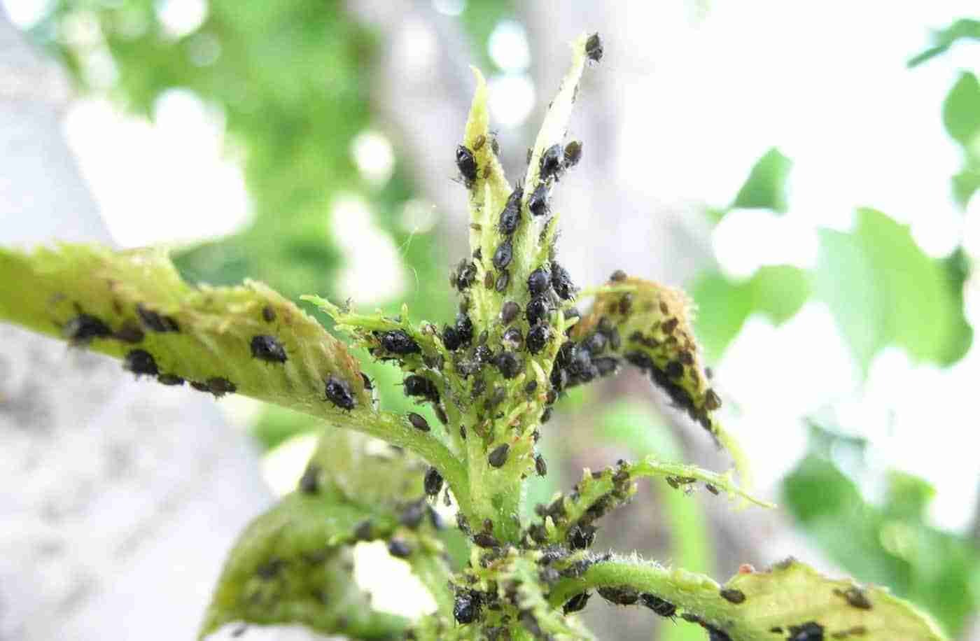 Afide nero del ciliegio, prevenzione e difesa biologica