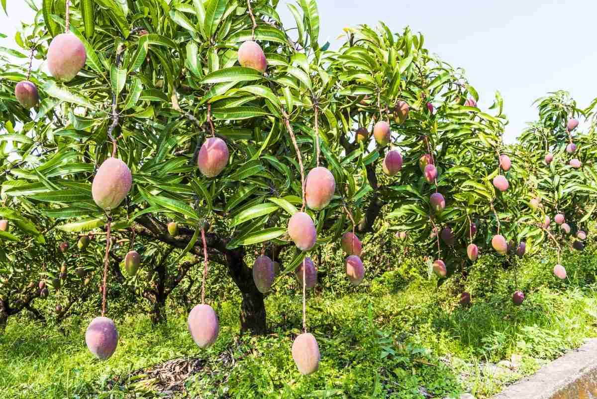 Il mango, coltivazione e caratteristiche dell'albero