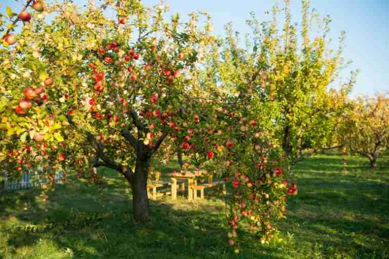 L'albero di mele, coltivazione biologica e caratteristiche botaniche