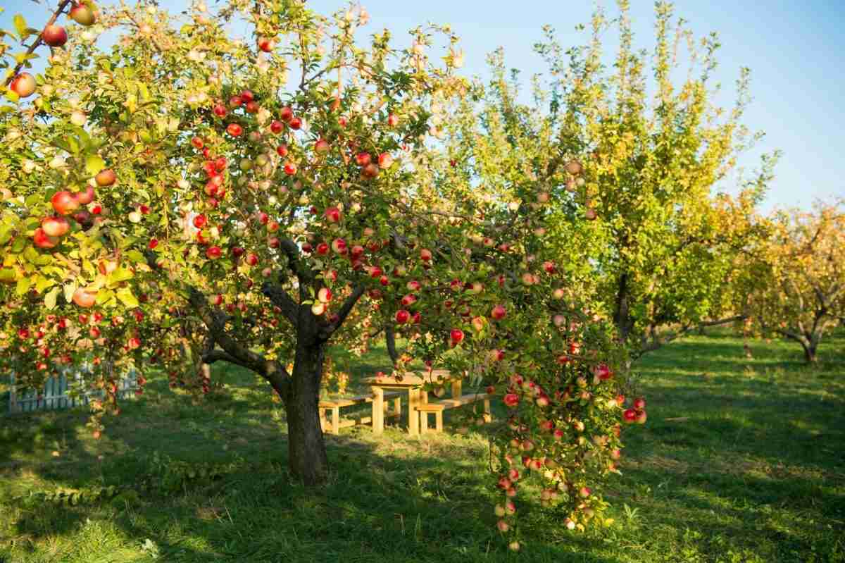 L'albero di mele, coltivazione biologica e caratteristiche botaniche