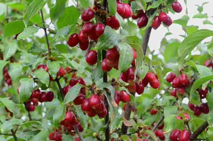 Il corniolo, coltivazione e caratteristiche | Coltivazione Biologica