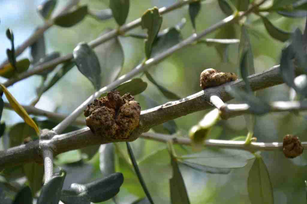 La rogna dell'olivo. Sintomi e prevenzione | Coltivazione Biologica