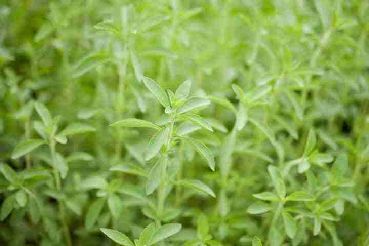 La stevia: proprietà e coltivazione della pianta | Coltivazione Biologica