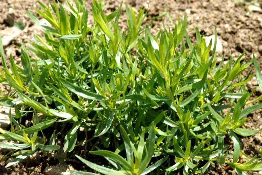 Il dragoncello: proprietà e coltivazione | Coltivazione Biologica