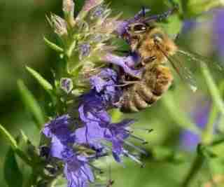 Issopo: come coltivarlo e quali proprietà possiede | Coltivazione Biologica