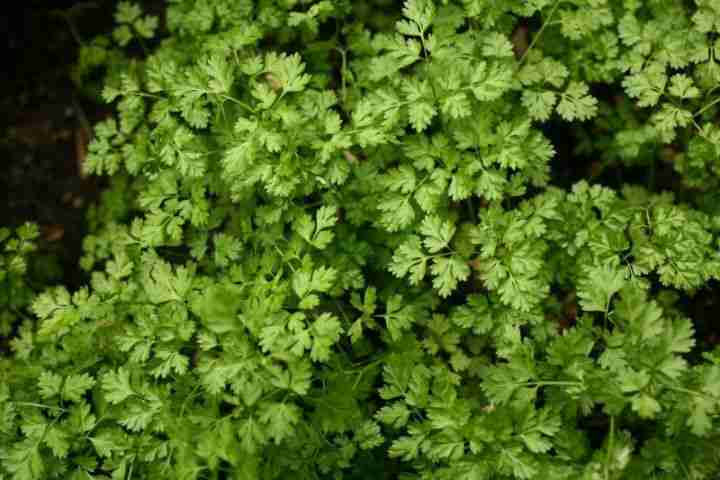 Il cerfoglio, come coltivare questa pianta aromatica | Coltivazione ...