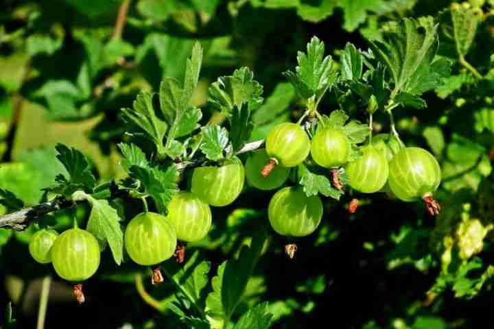 Come coltivare l’uva spina nel nostro orto | Coltivazione Biologica