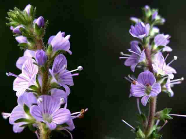 La pianta di veronica officinalis. Usi e proprietà | Coltivazione Biologica