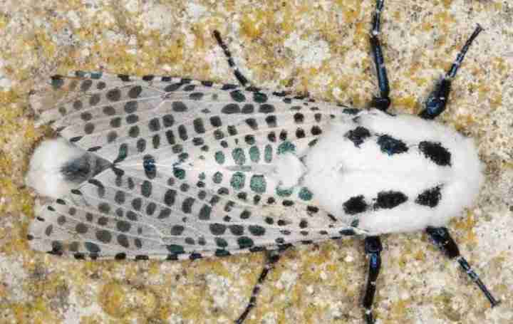 Rodilegno giallo (Zeuzera pyrina) | Coltivazione Biologica