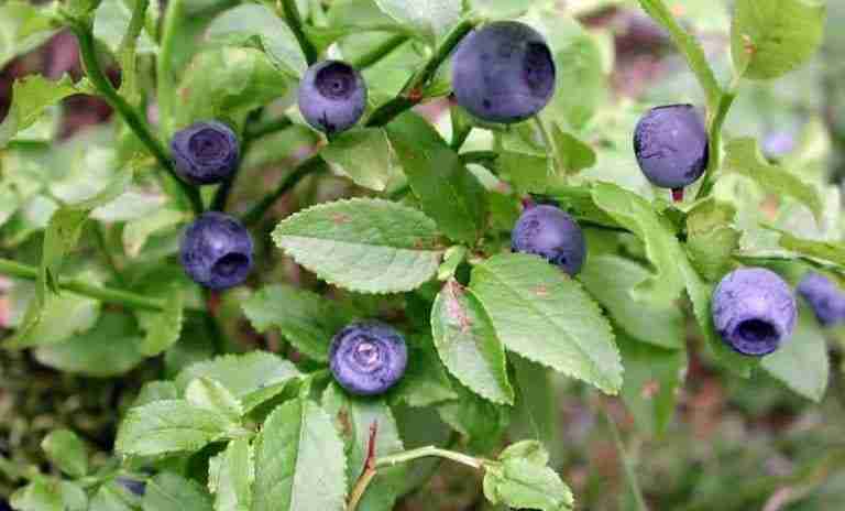 Mirtillo selvatico (o mirtillo nero) | Coltivazione Biologica