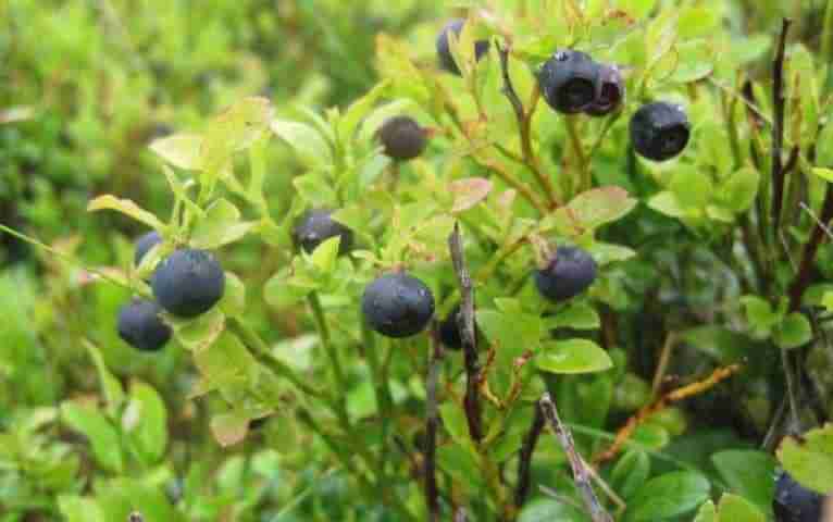 Mirtillo selvatico (o mirtillo nero) | Coltivazione Biologica