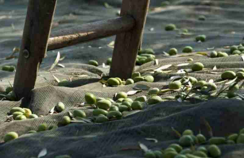 Raccolta olive. Come e quando farla