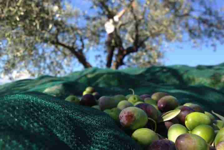 Raccolta olive. Come e quando farla