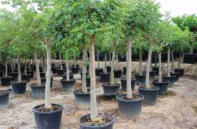 Albero di carrube. Coltivazione e usi | Coltivazione Biologica