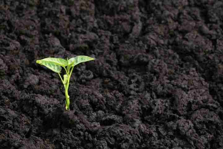 L'humus presente nel terreno | Coltivazione Biologica